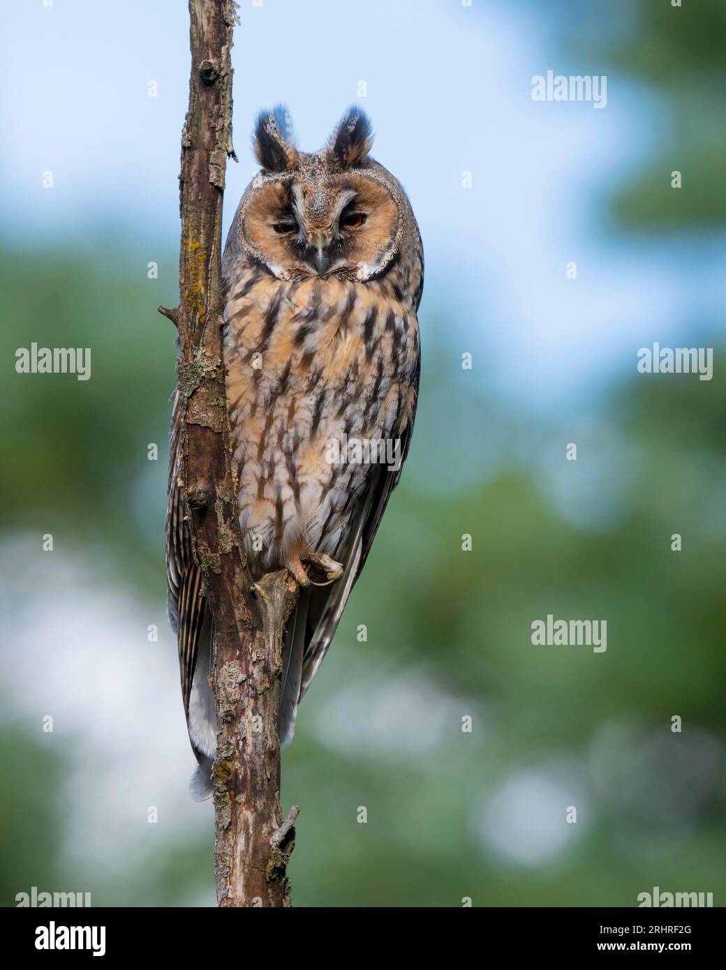 Juvenile long eared owl hi-res stock photography and images - Alamy