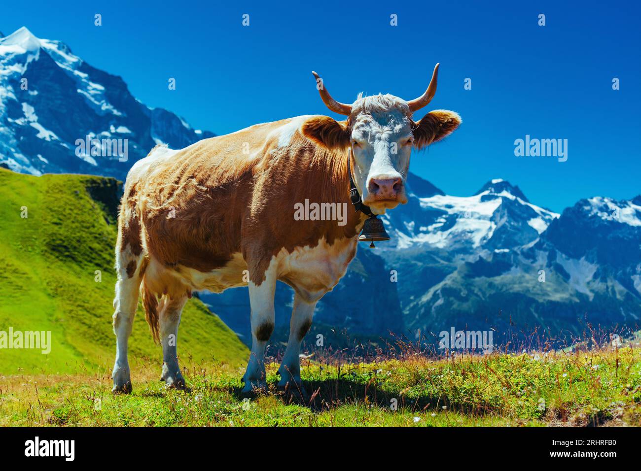 Swiss dairy cow hi-res stock photography and images - Alamy