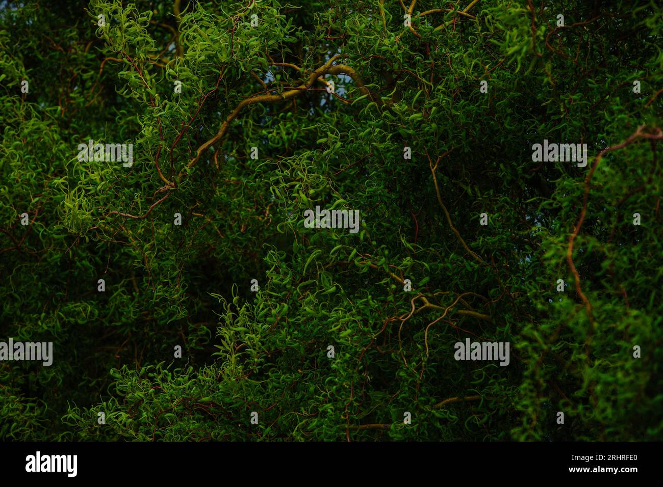 Abstract background with dense green tree crown Stock Photo - Alamy