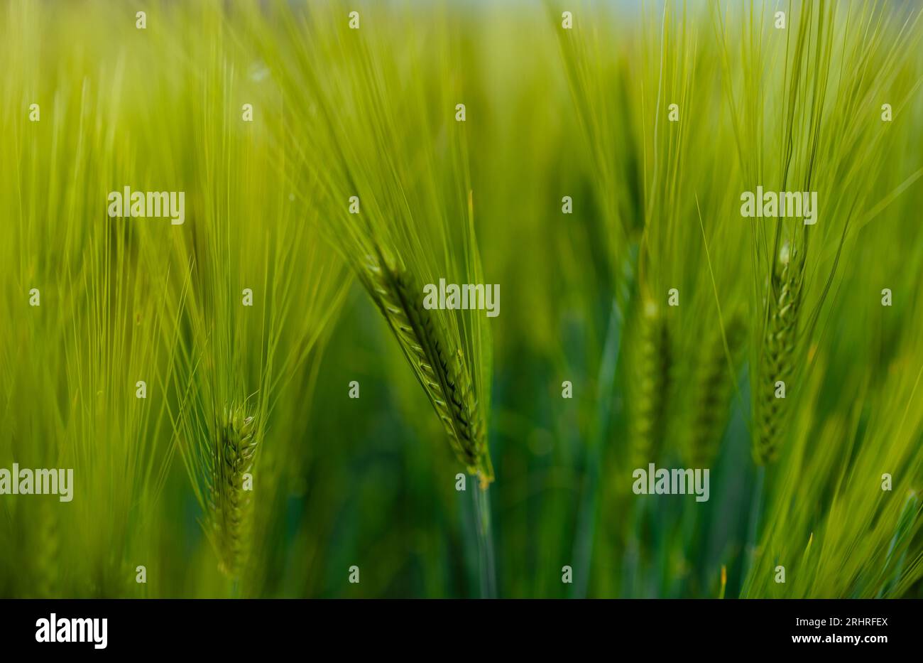 Field rye close up hi-res stock photography and images - Alamy