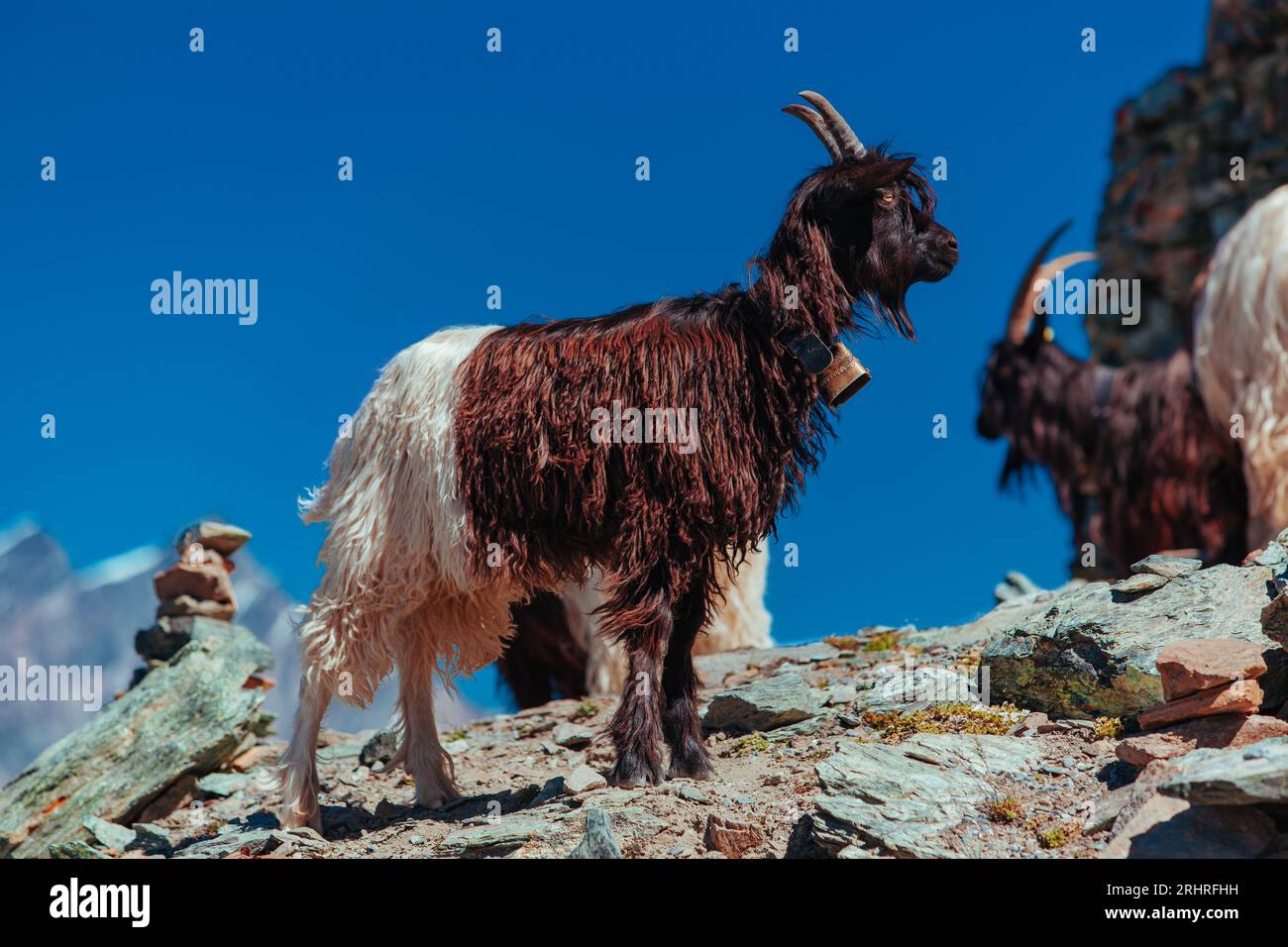 Welsh black necked hi-res stock photography and images - Alamy