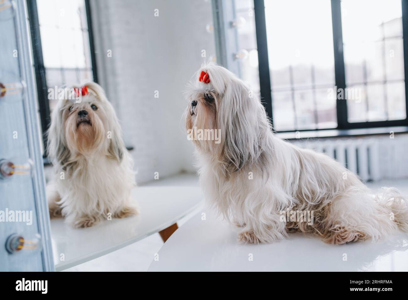Shih tzu dog looks at his reflection in the mirror in bright white ...