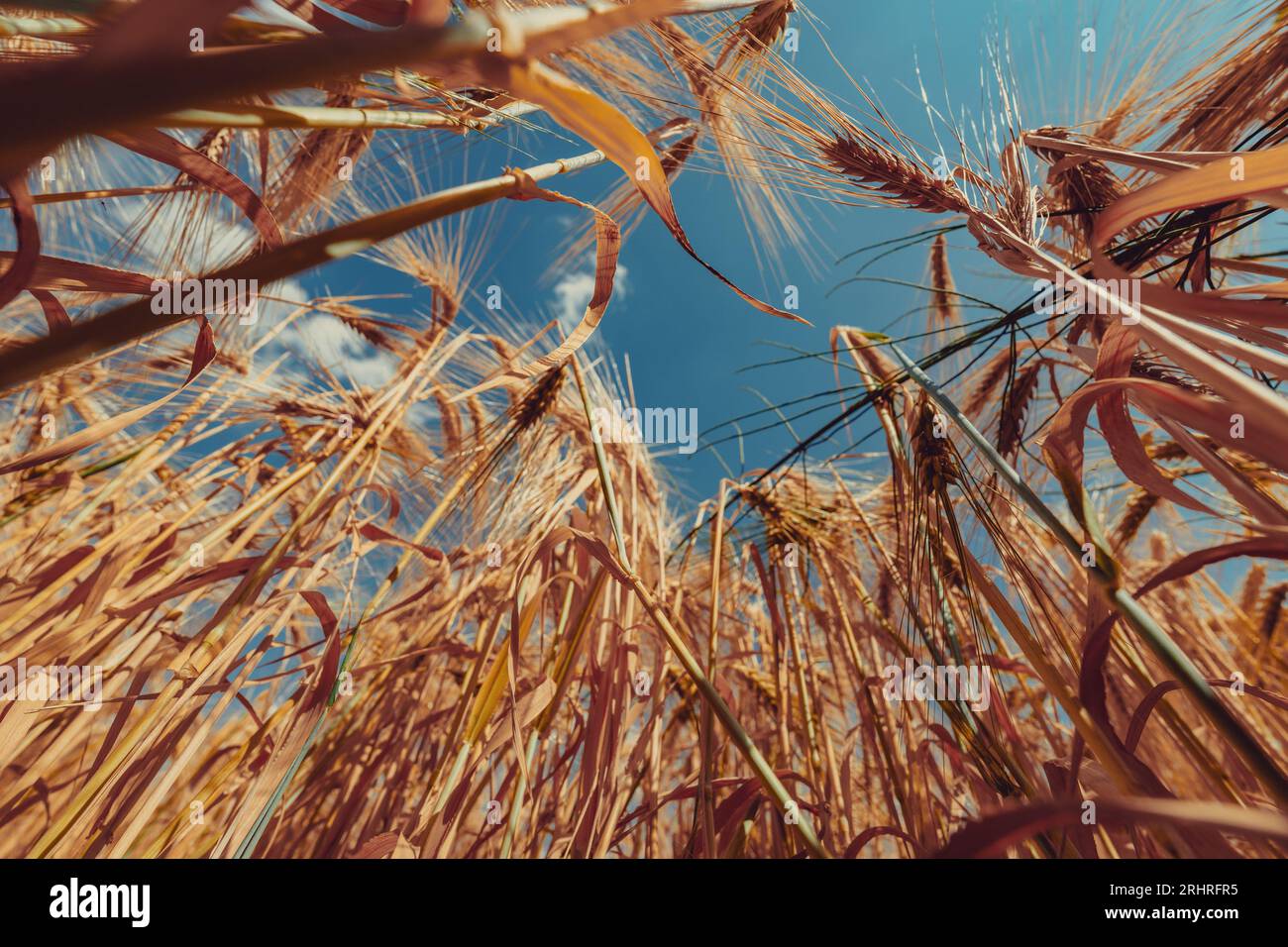 Wide view agriculture farming field hi-res stock photography and images ...