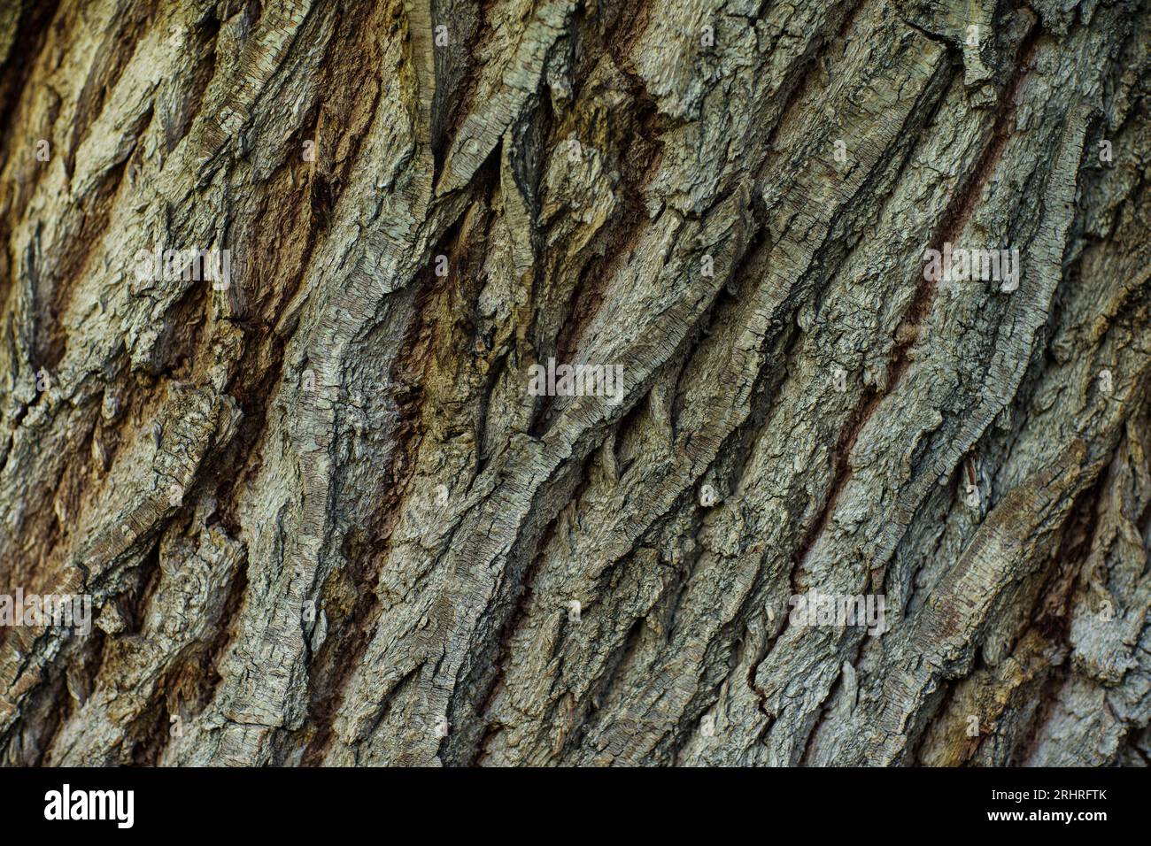 Bark of big old tree close-up Stock Photo - Alamy