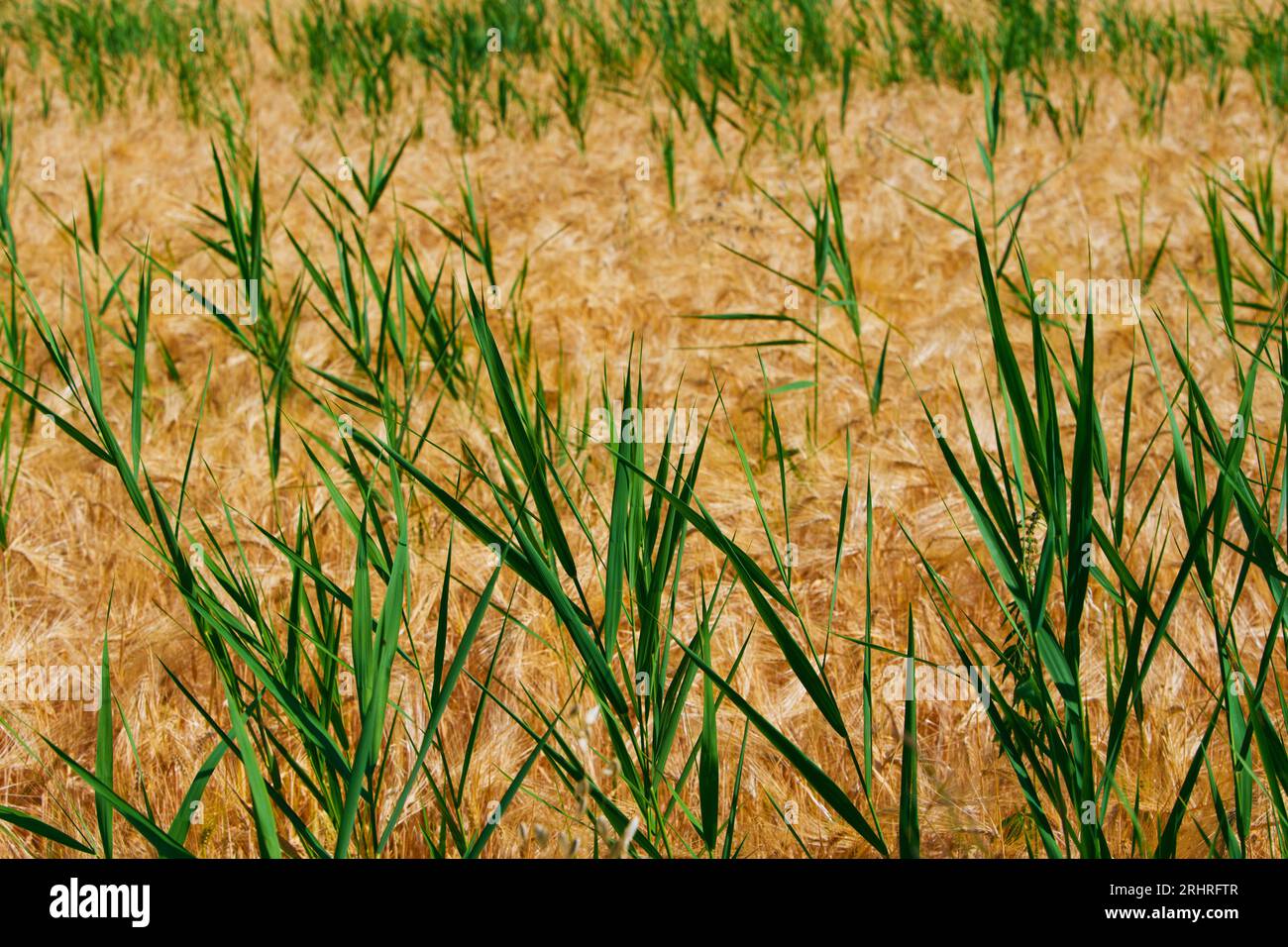 Dry farming field agriculture hi-res stock photography and images - Alamy