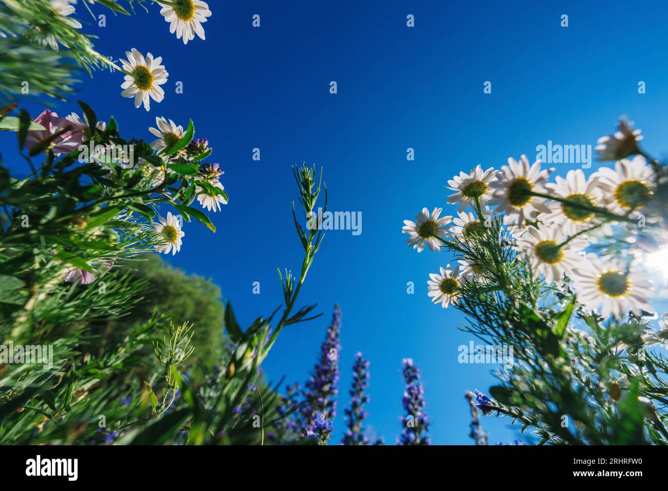 Summer grass and flower field hi-res stock photography and images - Alamy