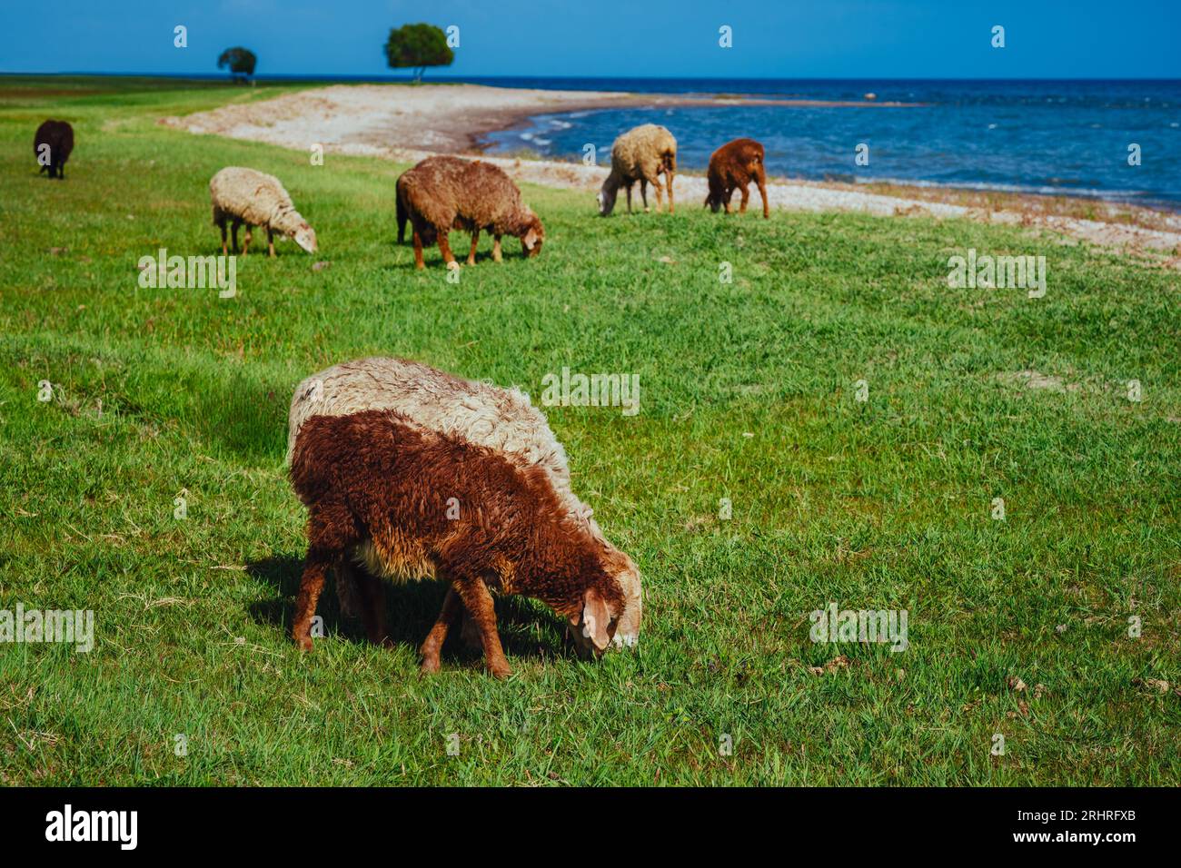 Sheeps lake hi-res stock photography and images - Alamy