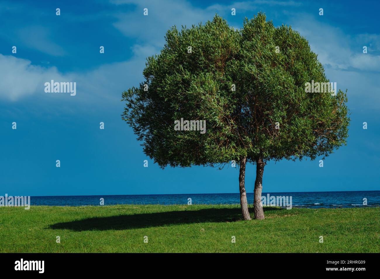 Beautiful summer landscape with tree and lake Stock Photo - Alamy