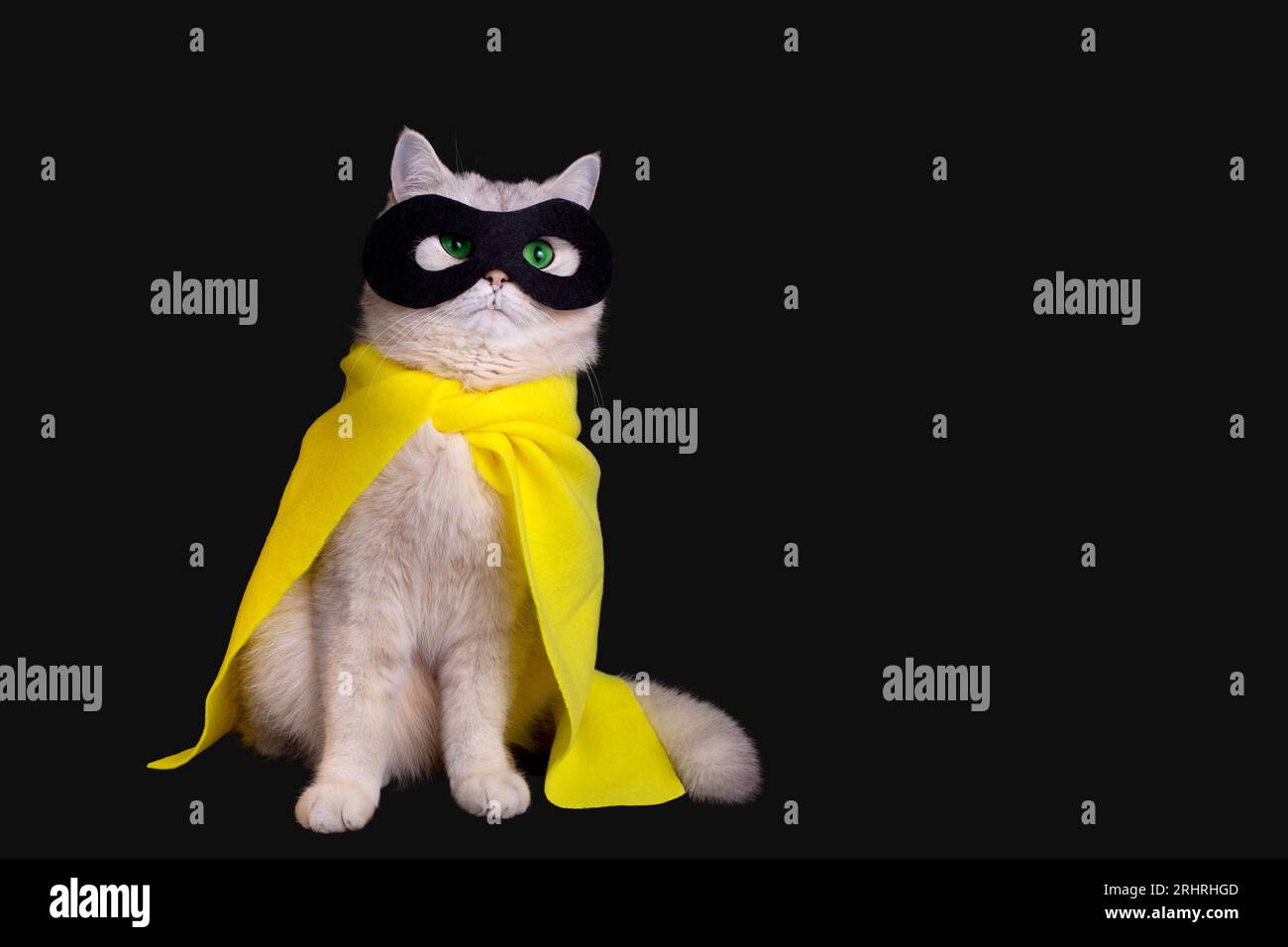 Adorable white cat in a black mask and yellow cape sits on black ...