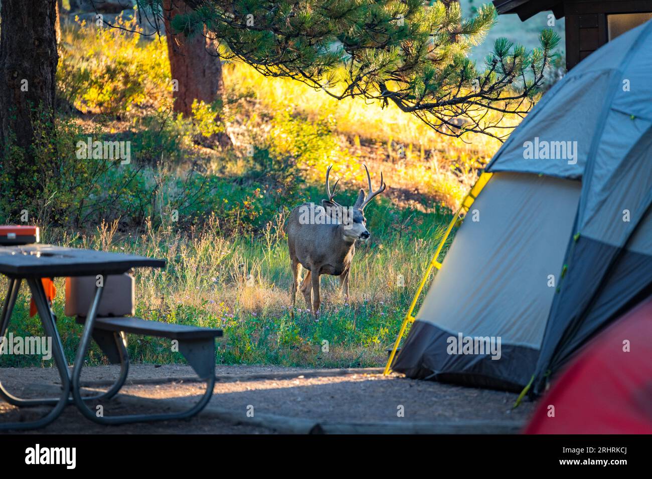 deer walking on camping ground close to tents Stock Photo - Alamy