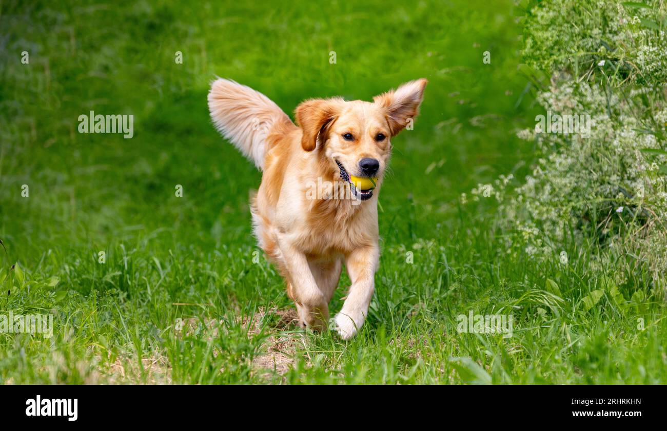 Retrieving a yellow ball hi-res stock photography and images - Alamy
