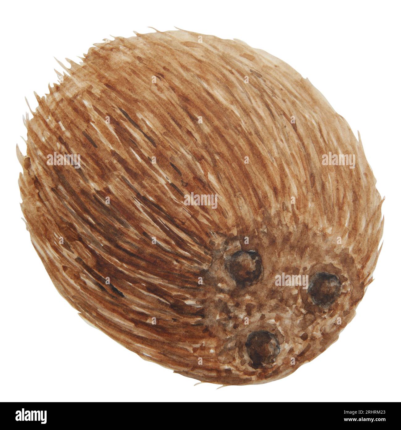 Whole coconut. Tropical botanical hand drawn watercolor illustration ...