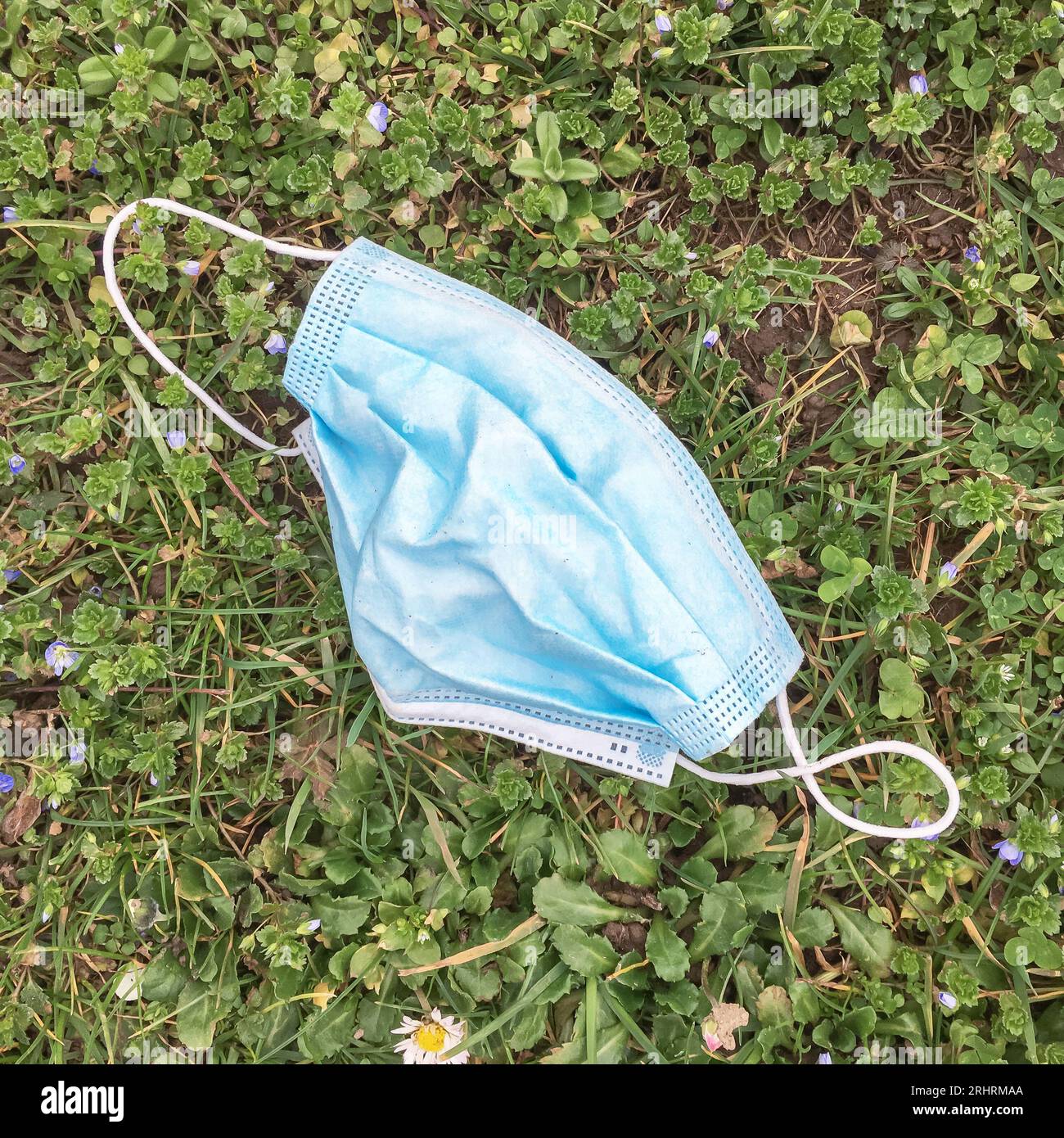 Used surgical face mask. Surgical face mask abandoned on the ground ...