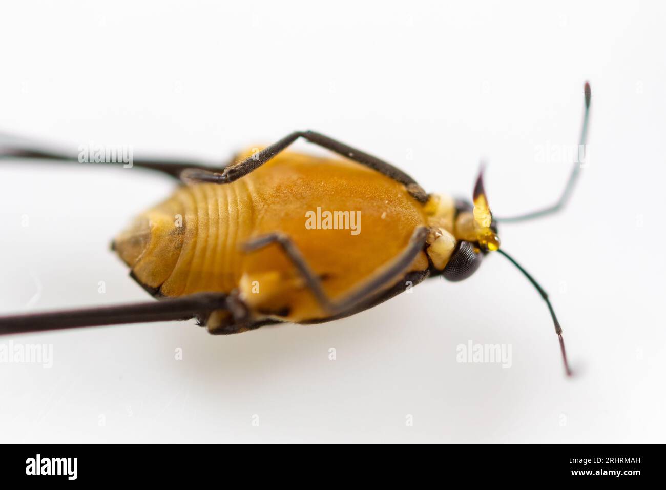 Aquatic insect of the gerridae family, known as tailors, Water Strider ...