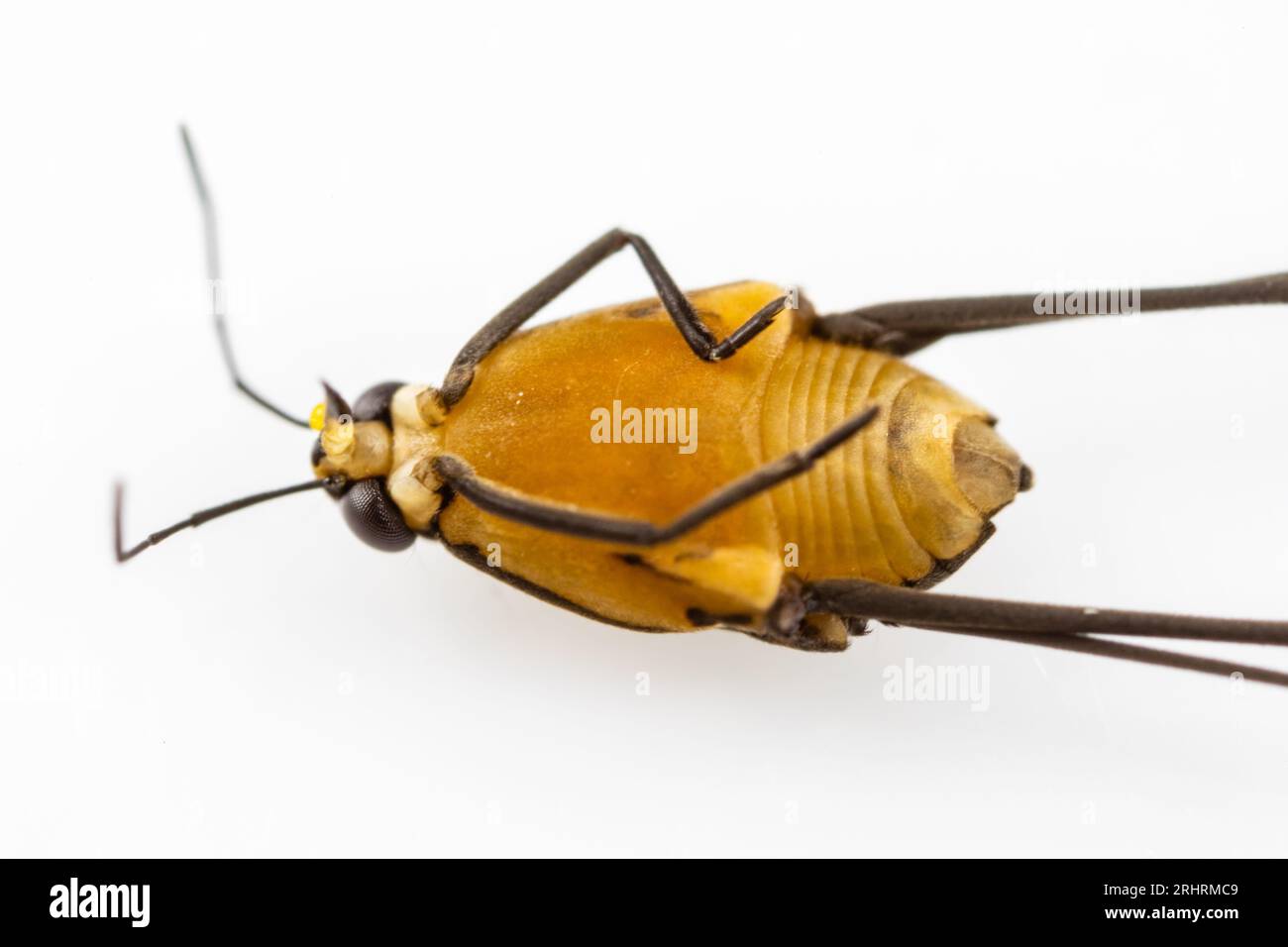 Aquatic insect of the gerridae family, known as tailors, Water Strider ...