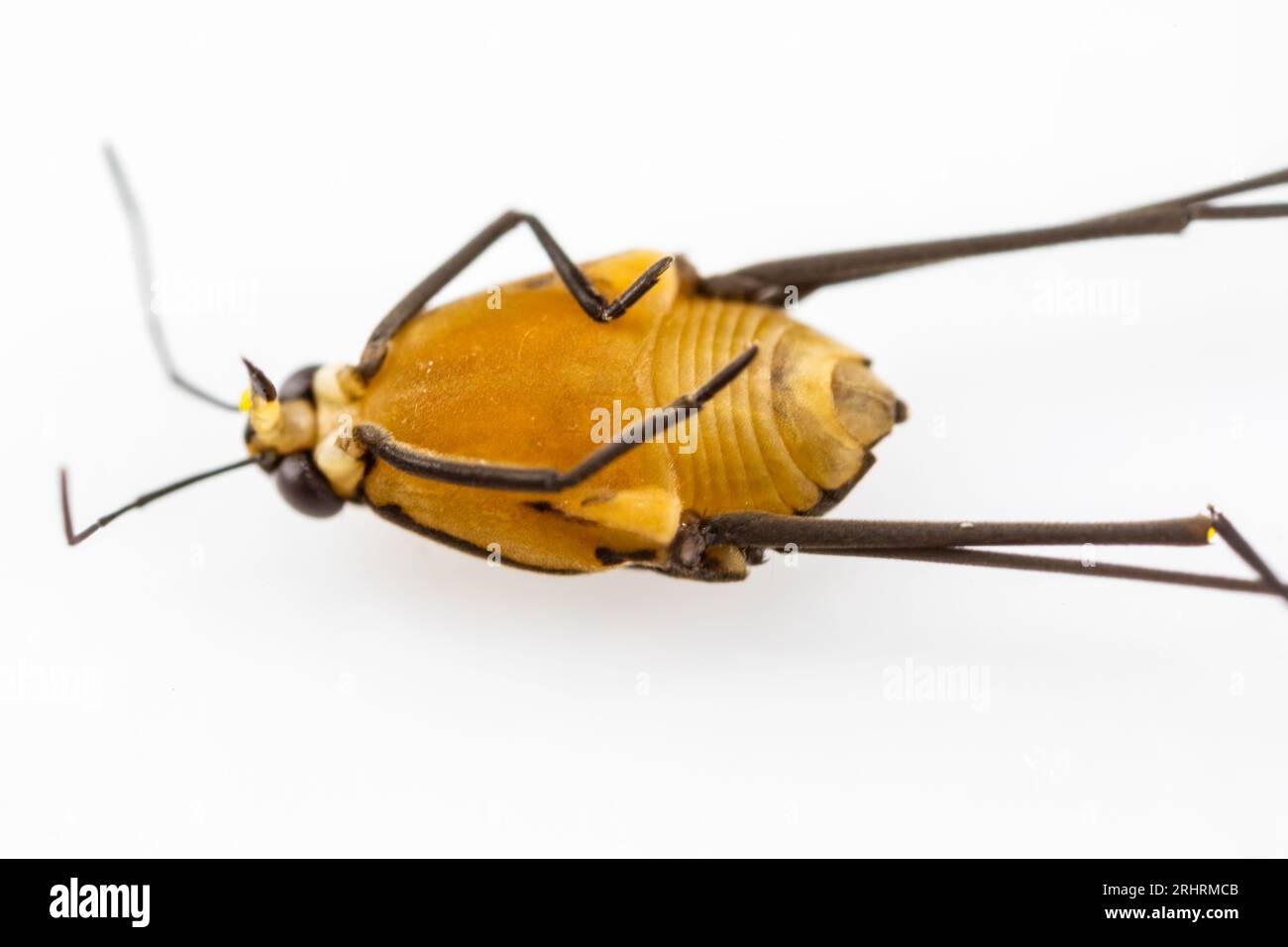 Aquatic insect of the gerridae family, known as tailors, Water Strider ...