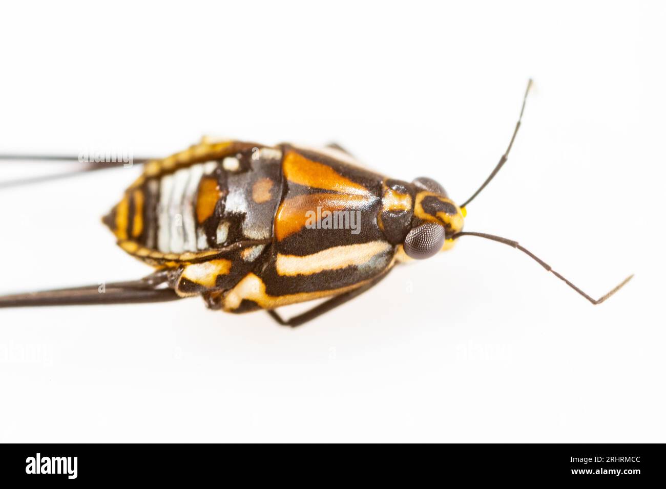 Aquatic insect of the gerridae family, known as tailors, Water Strider ...