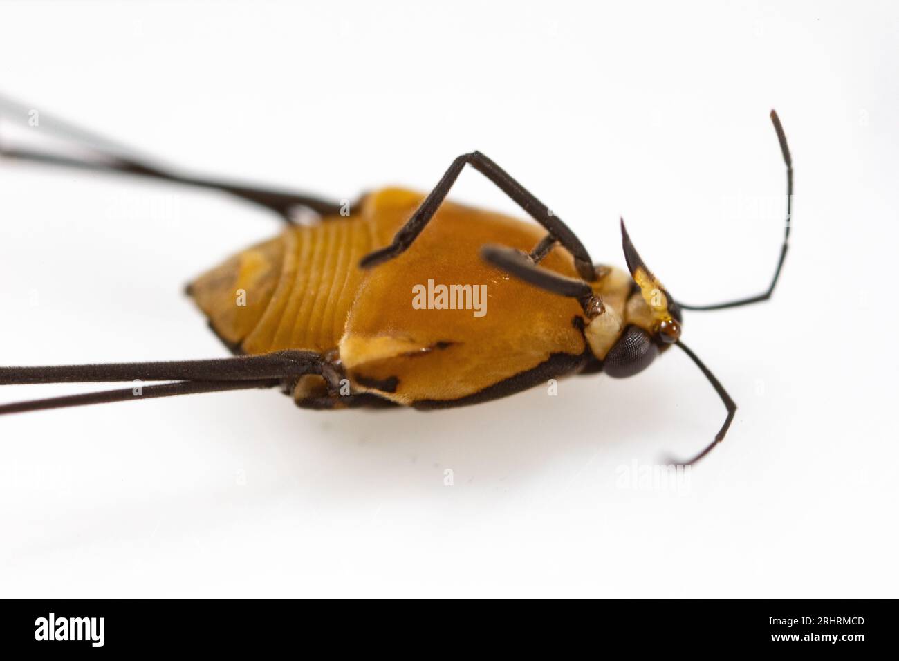 Aquatic insect of the gerridae family, known as tailors, Water Strider ...
