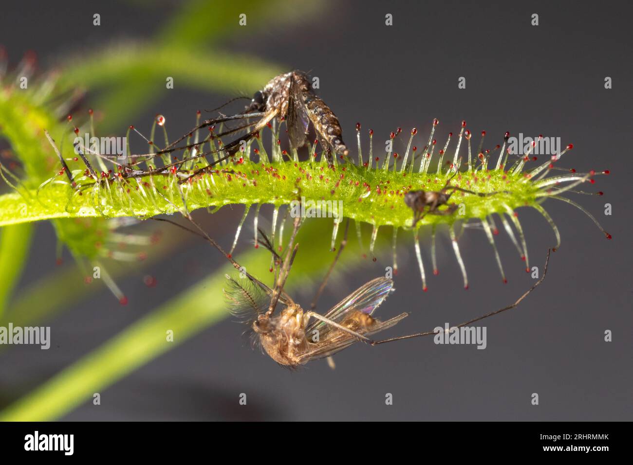 Carnivorous plant Drosera capensis, known as Cape sundew in selective ...