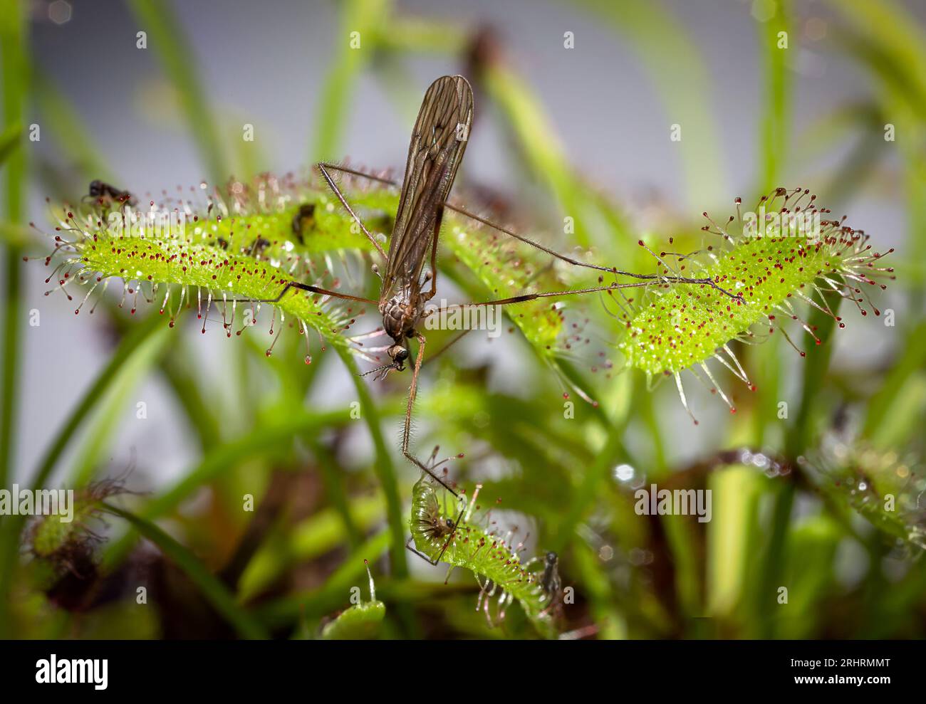 Carnivorous plant Drosera capensis, known as Cape sundew in selective ...