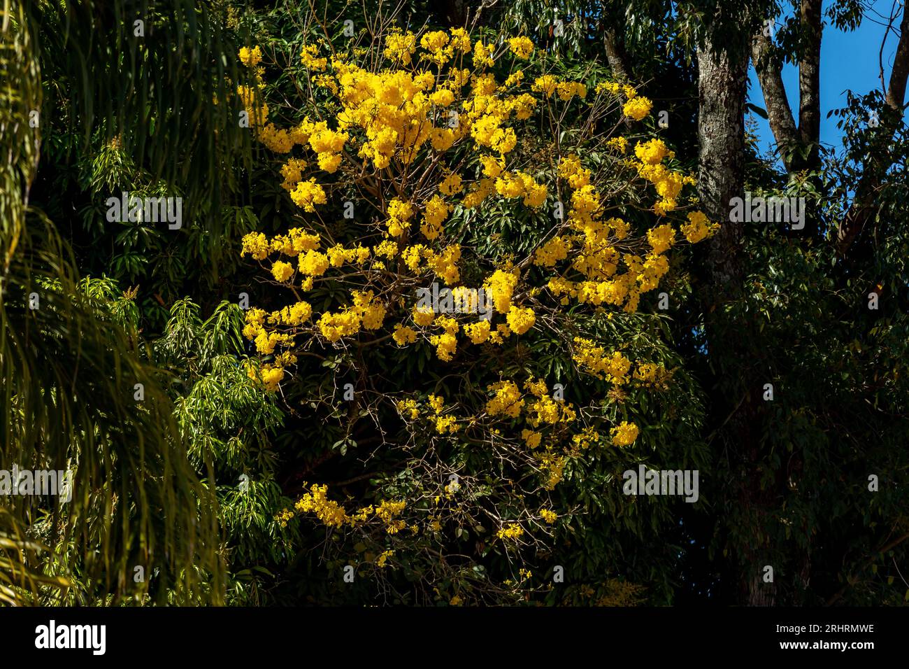 Golden trumpet tree, aka Yellow Ipe. Tabebuia Alba tree, Handroanthus ...