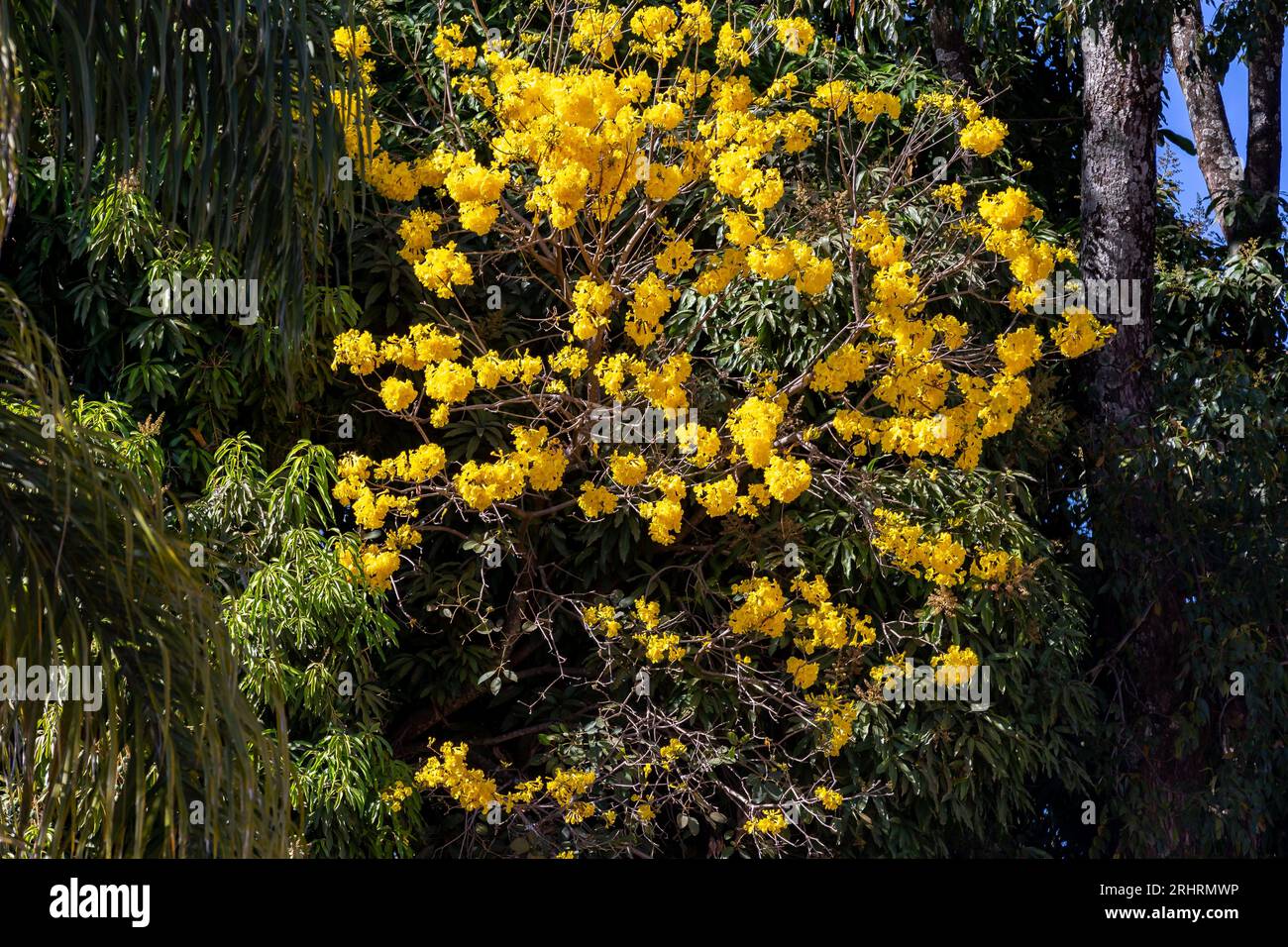 Golden trumpet tree, aka Yellow Ipe. Tabebuia Alba tree, Handroanthus ...