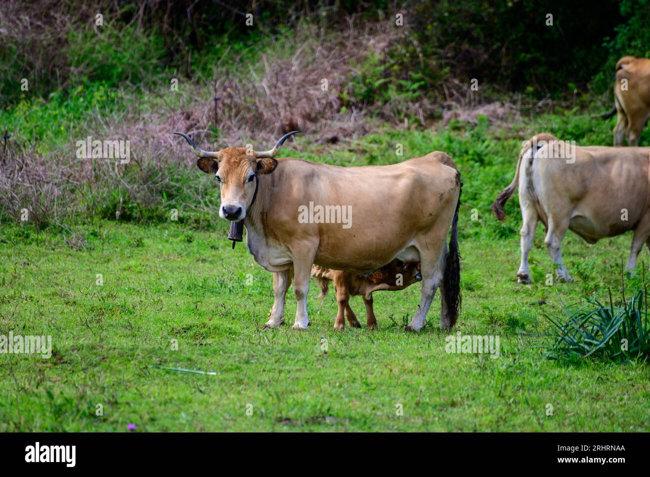 Asturian valley hi-res stock photography and images - Alamy