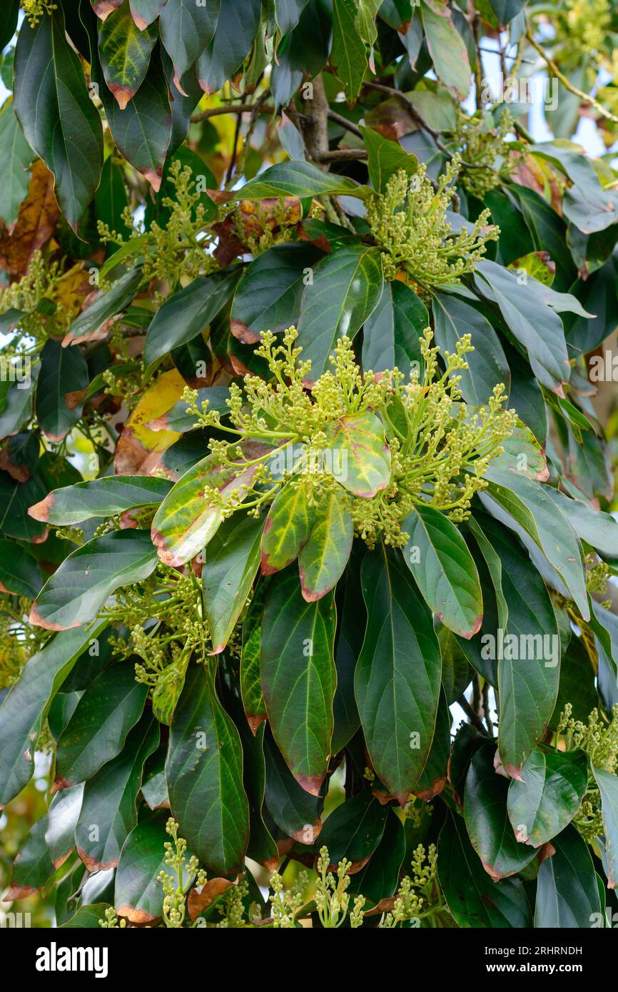 Seasonal blossom and harvest of evergreen avocado trees in April on ...