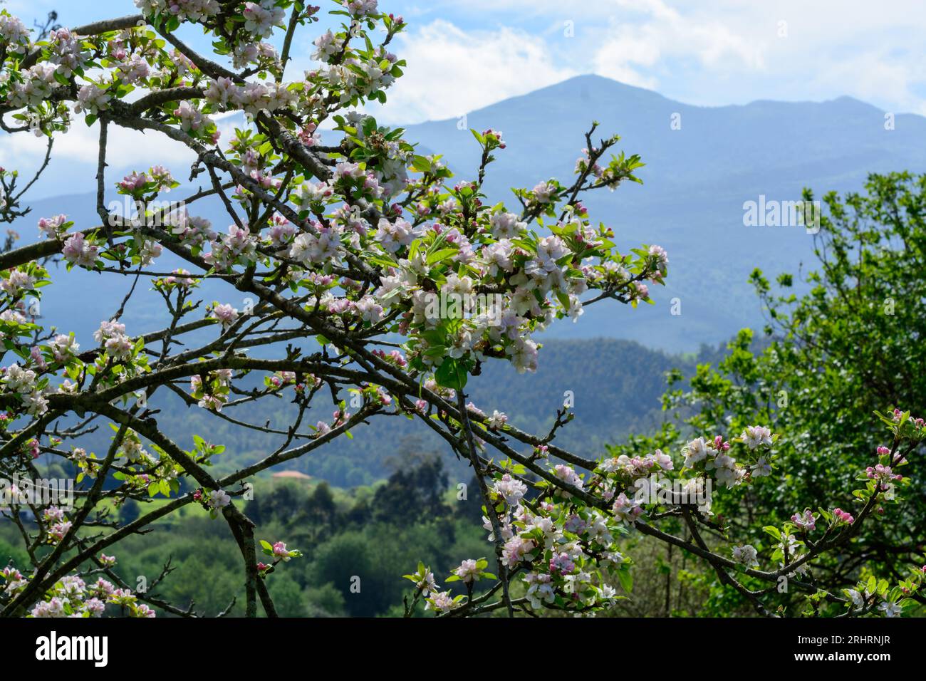 Apple tree orchards in Asturias, spring white blossom of apple trees ...