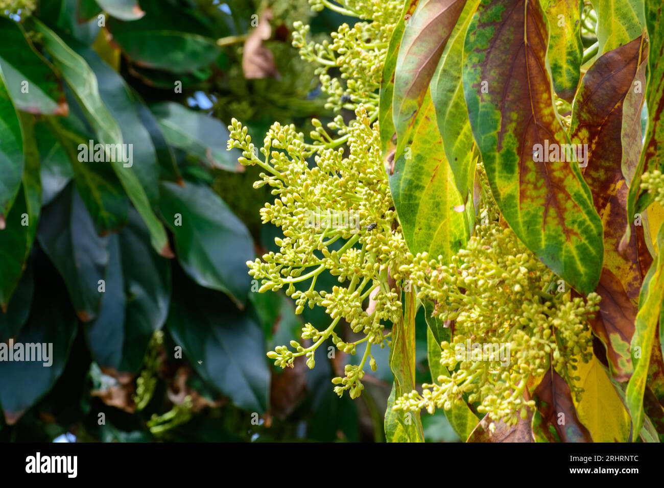 Seasonal blossom and harvest of evergreen avocado trees in April on ...