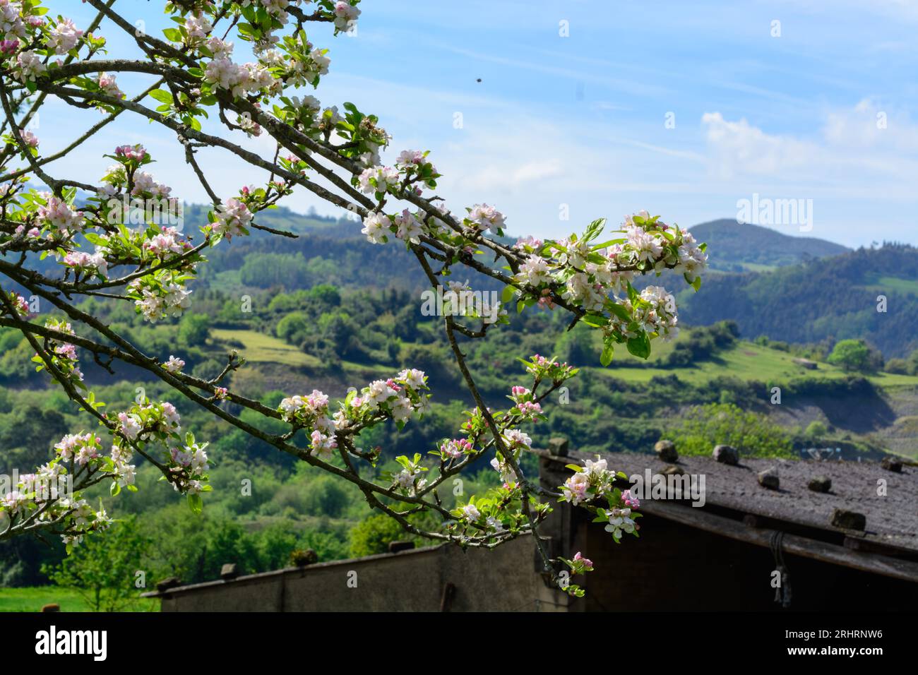 Apple tree orchards in Asturias, spring white blossom of apple trees ...
