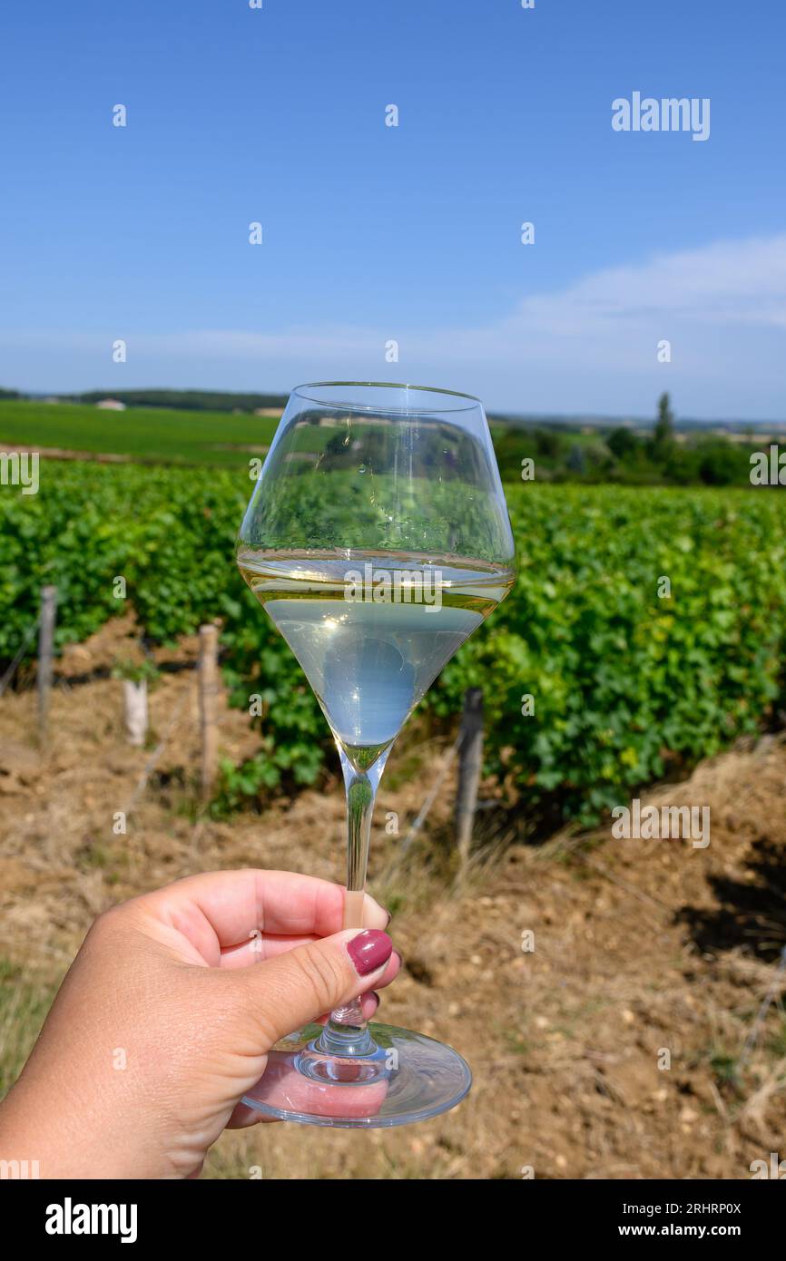 Glass of white wine from vineyards of Pouilly-Fume appelation, near ...