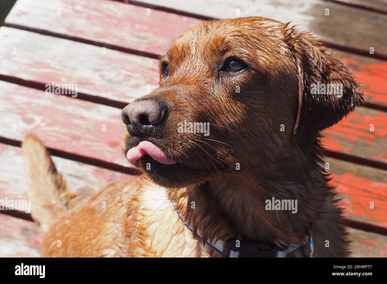 Ginger labrador hi-res stock photography and images - Alamy