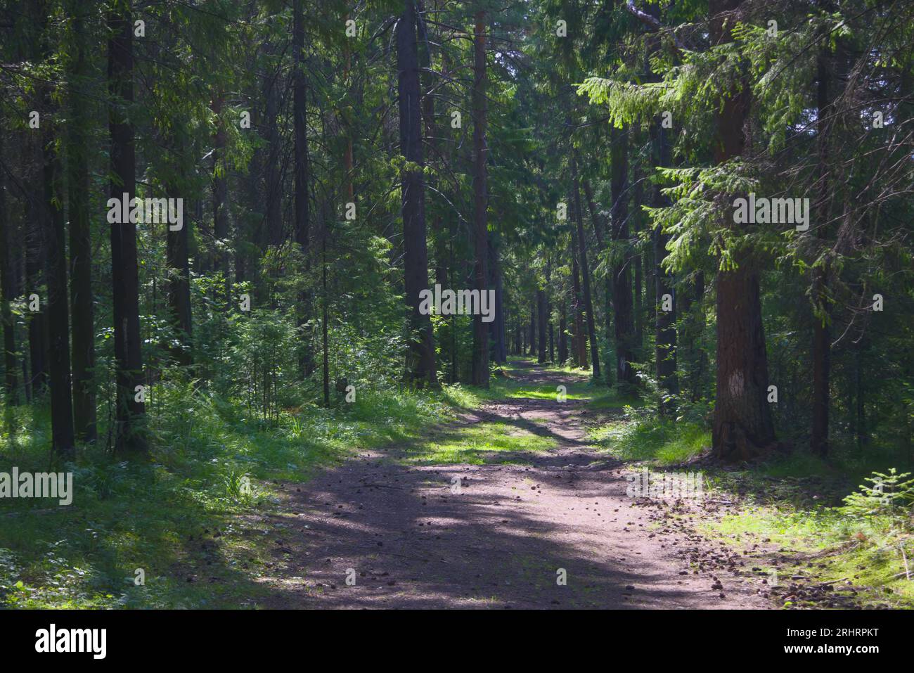 Summer landscape of green coniferous forest with narrow trail passing ...