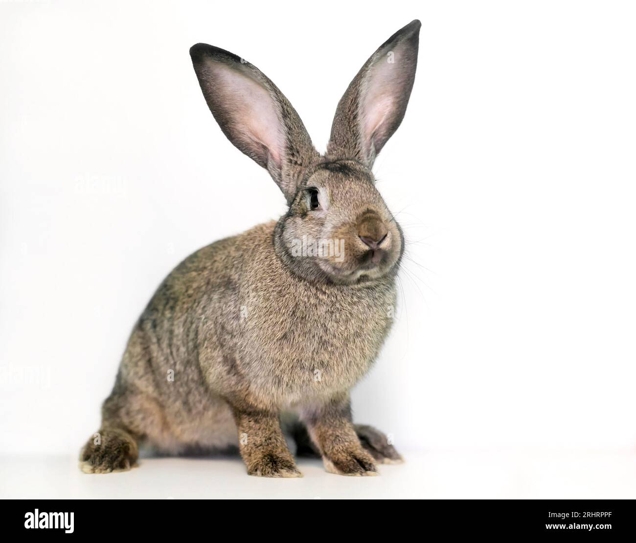 Giant Chinchilla Rabbit Vs Flemish Giant