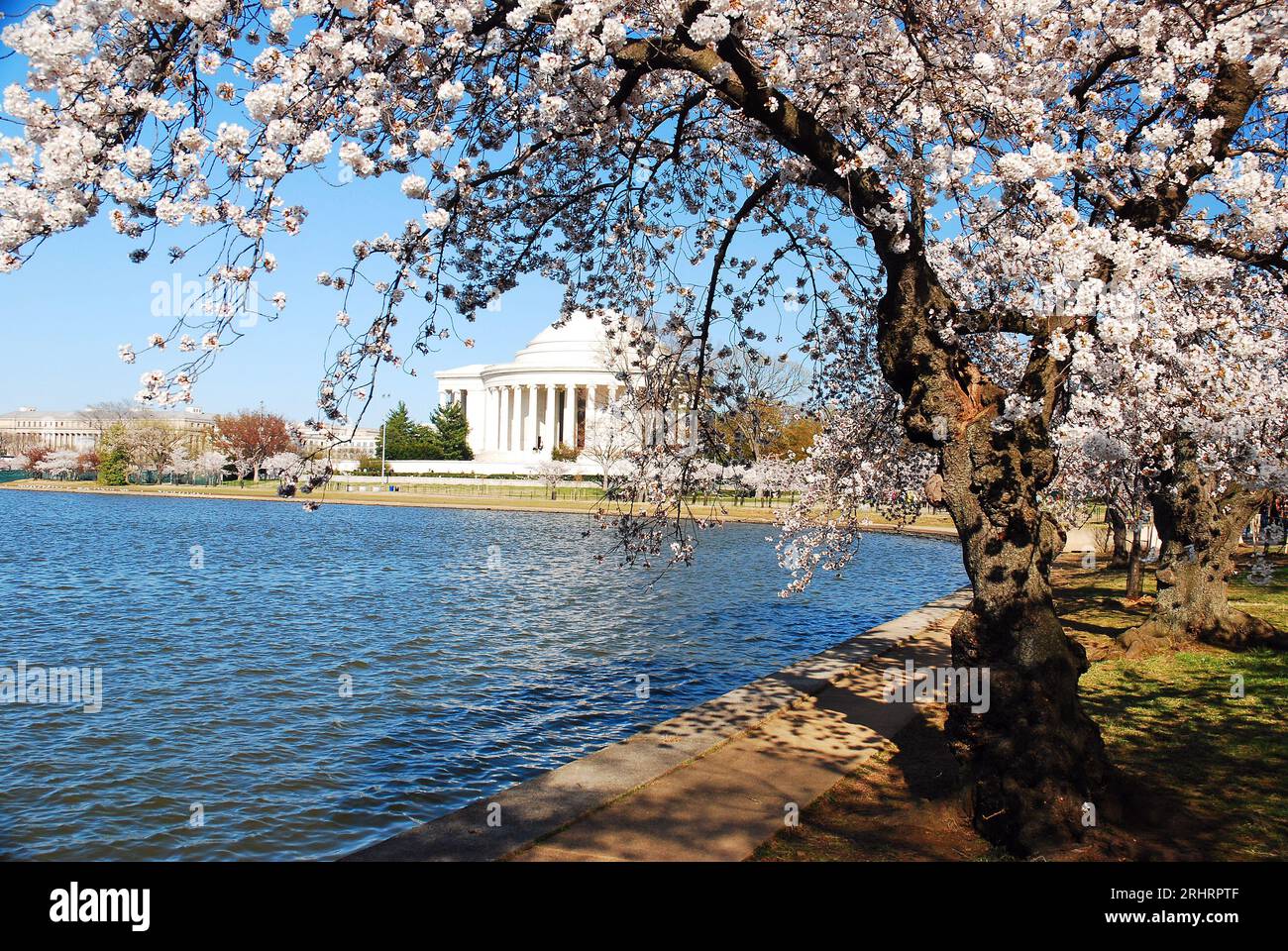 Cherry Blossoms bloom around the Tidal Basin, framing the Jefferson Memorial in Washington, DC ...