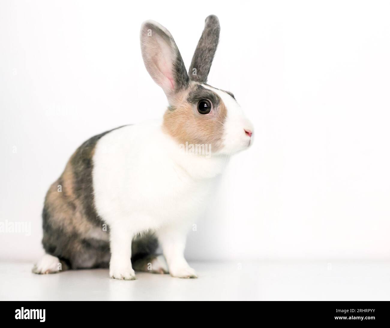 Calico markings hi-res stock photography and images - Alamy