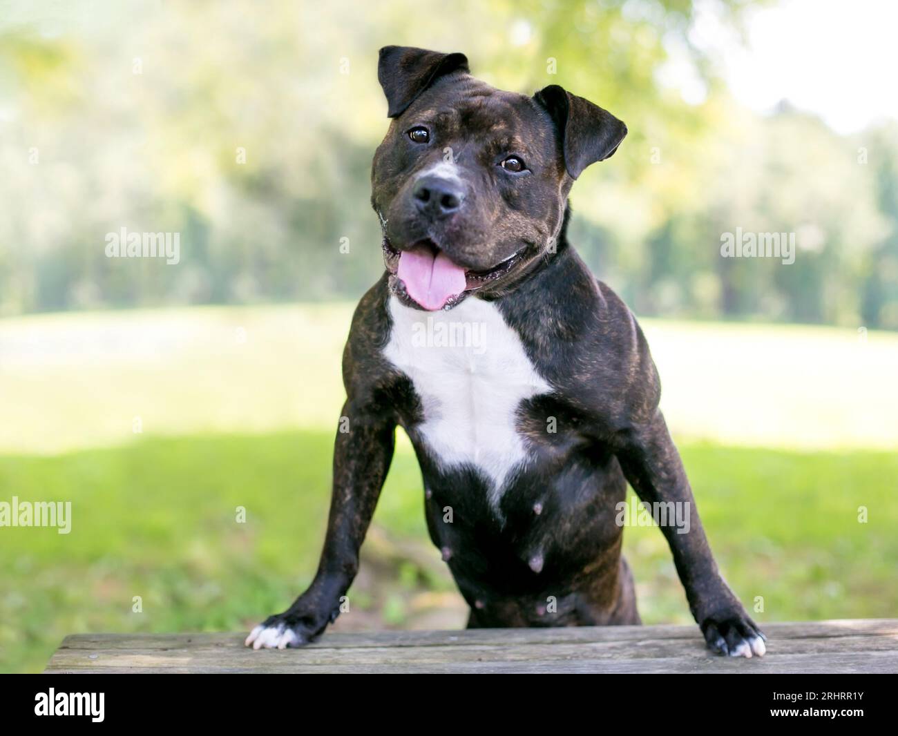 A happy brindle and white Staffordshire Bull Terrier mixed breed dog ...