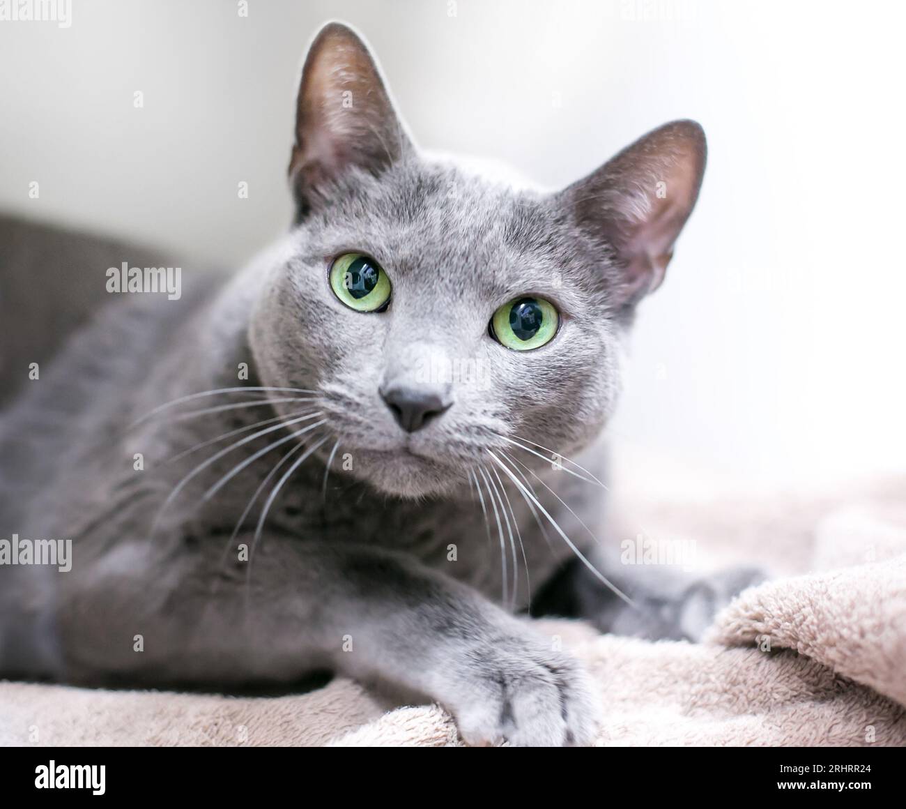 A gray shorthair cat with green eyes looking at the camera with a head ...