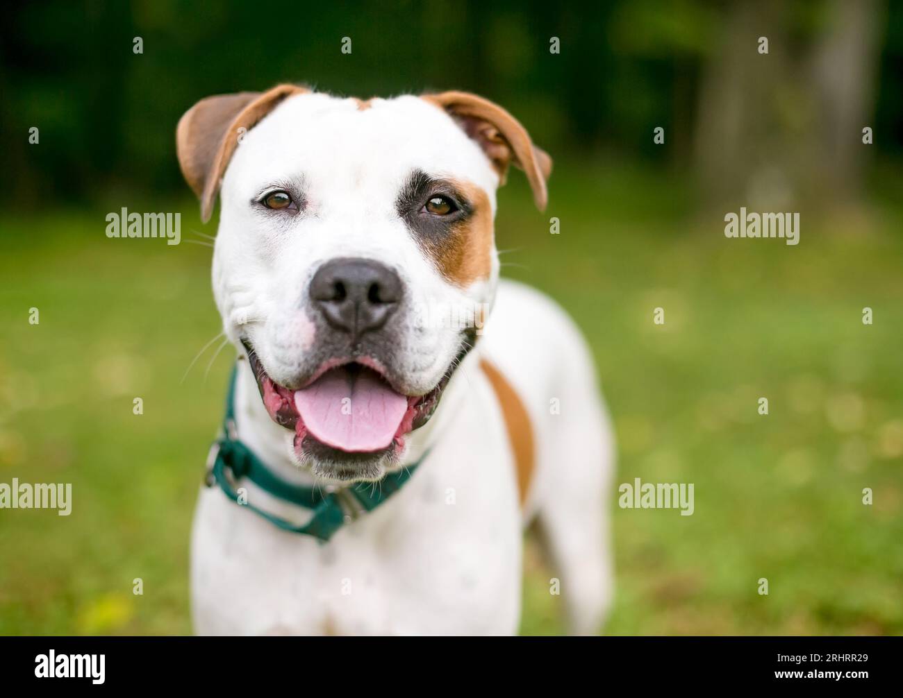 A happy Pit Bull Terrier x American Bulldog mixed breed dog panting ...