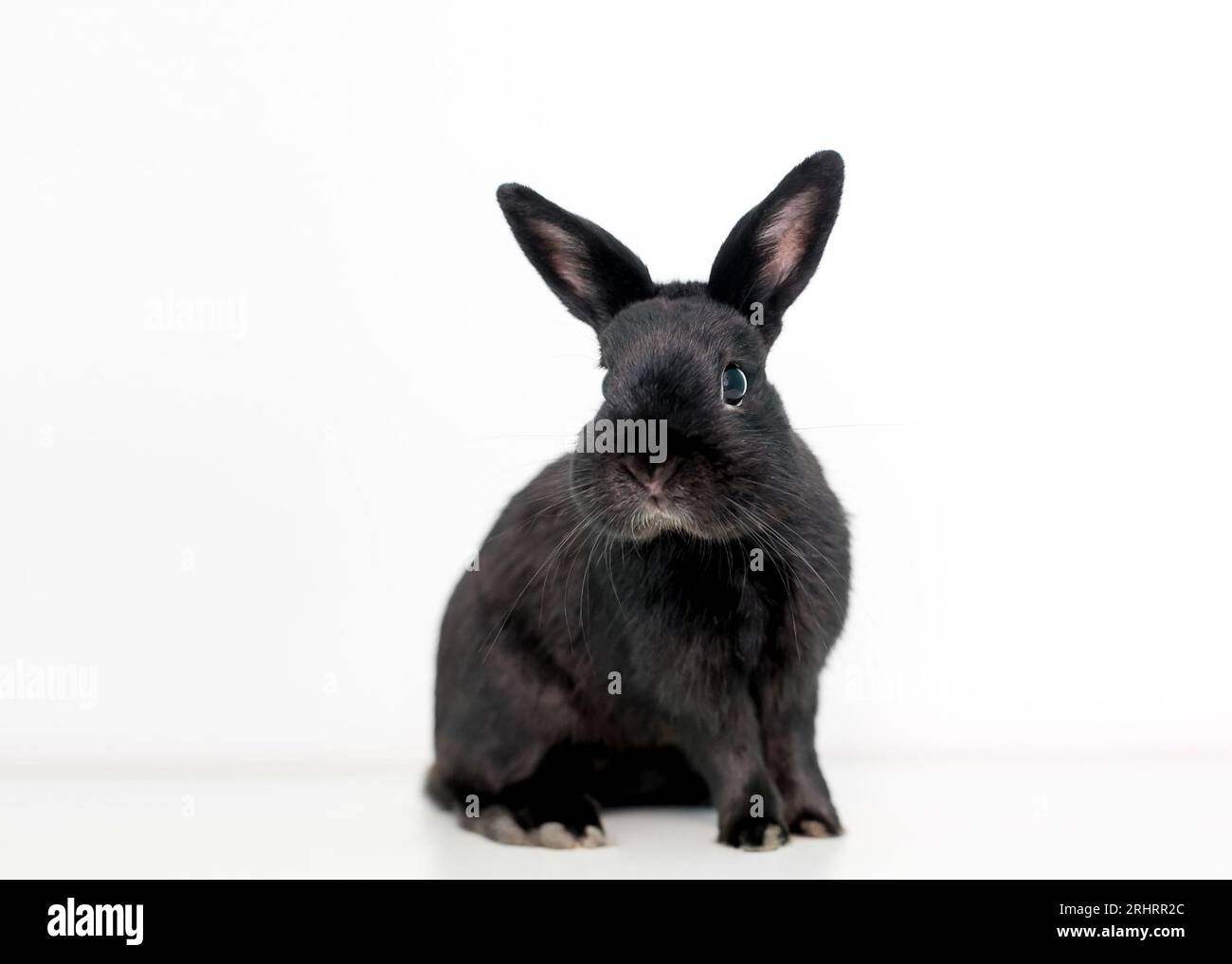 A black Dwarf mixed breed pet rabbit sitting on a white background ...