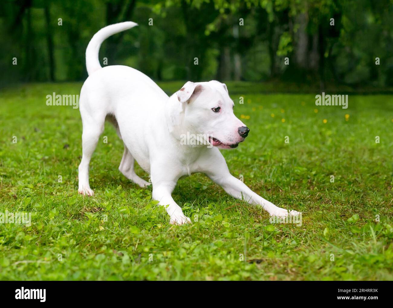 A playful white Retriever x Terrier mixed breed dog in a play bow ...