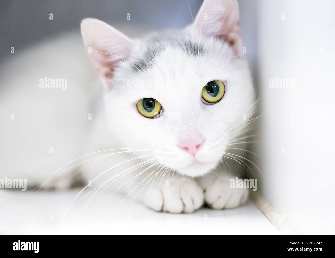Timid expression hi-res stock photography and images - Alamy