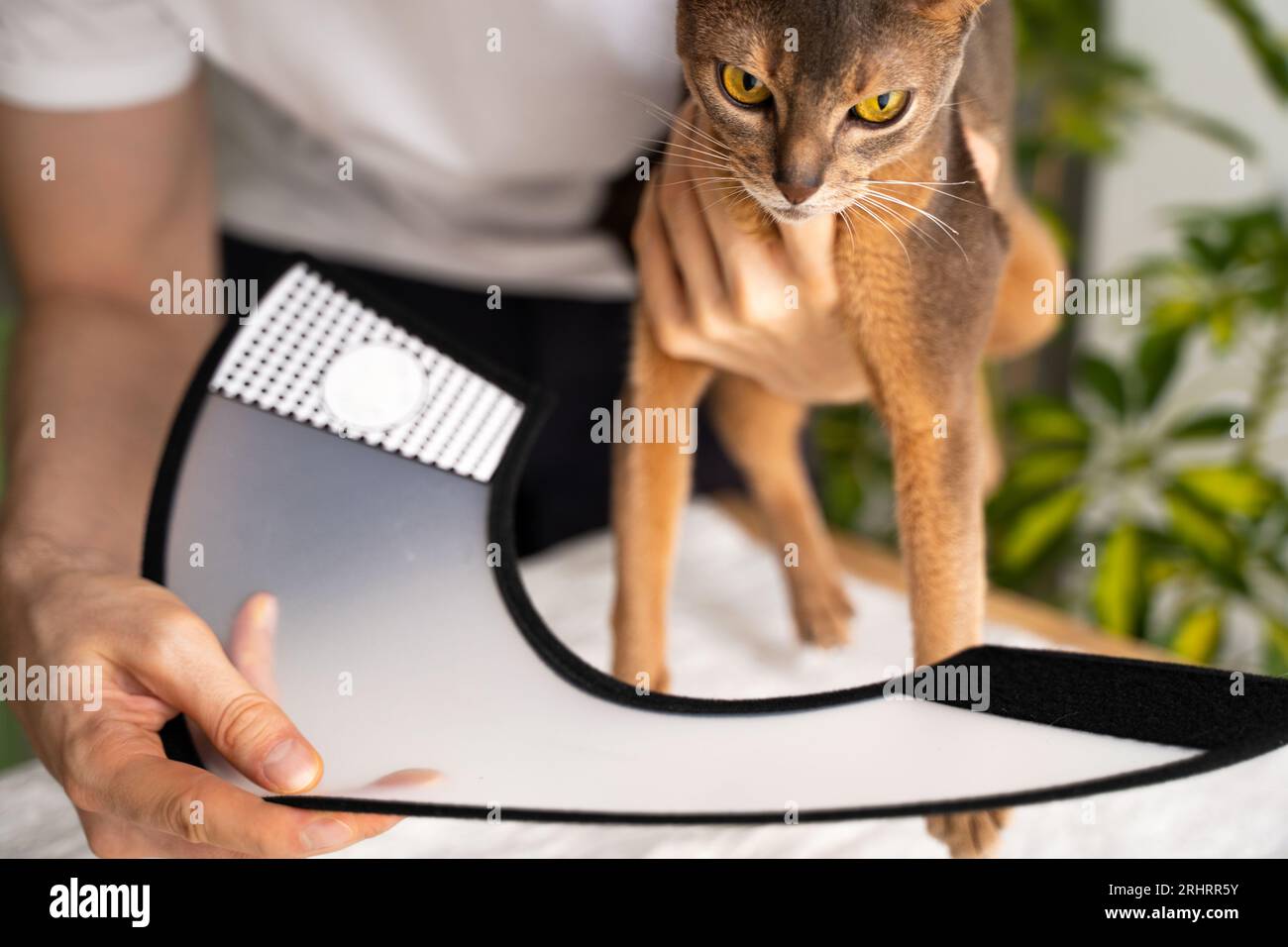 Veterinary recommended hi-res stock photography and images - Alamy