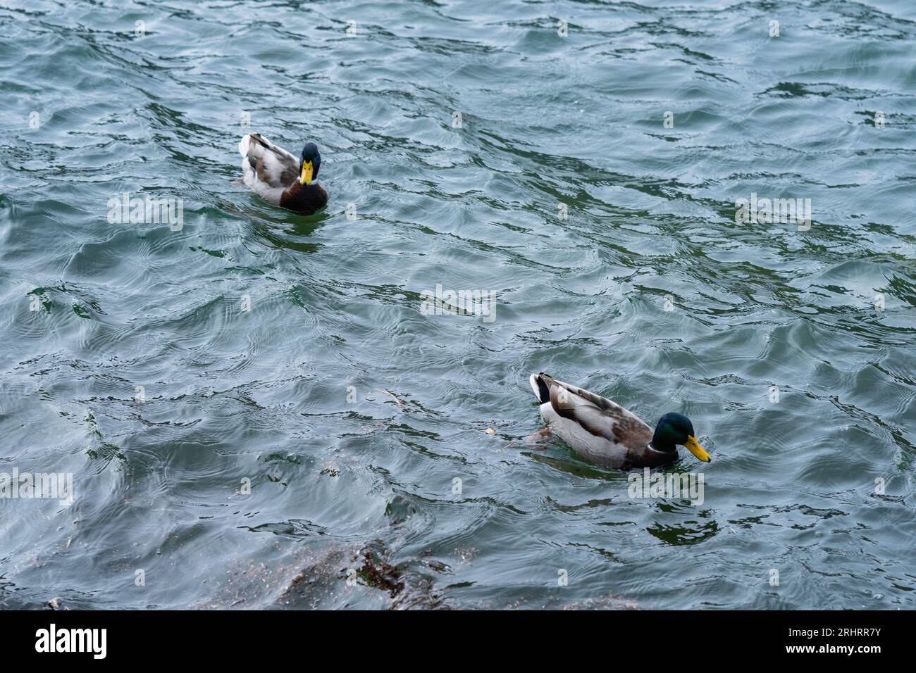 Mallard duck, mallard female with little ducklings in living nature on ...