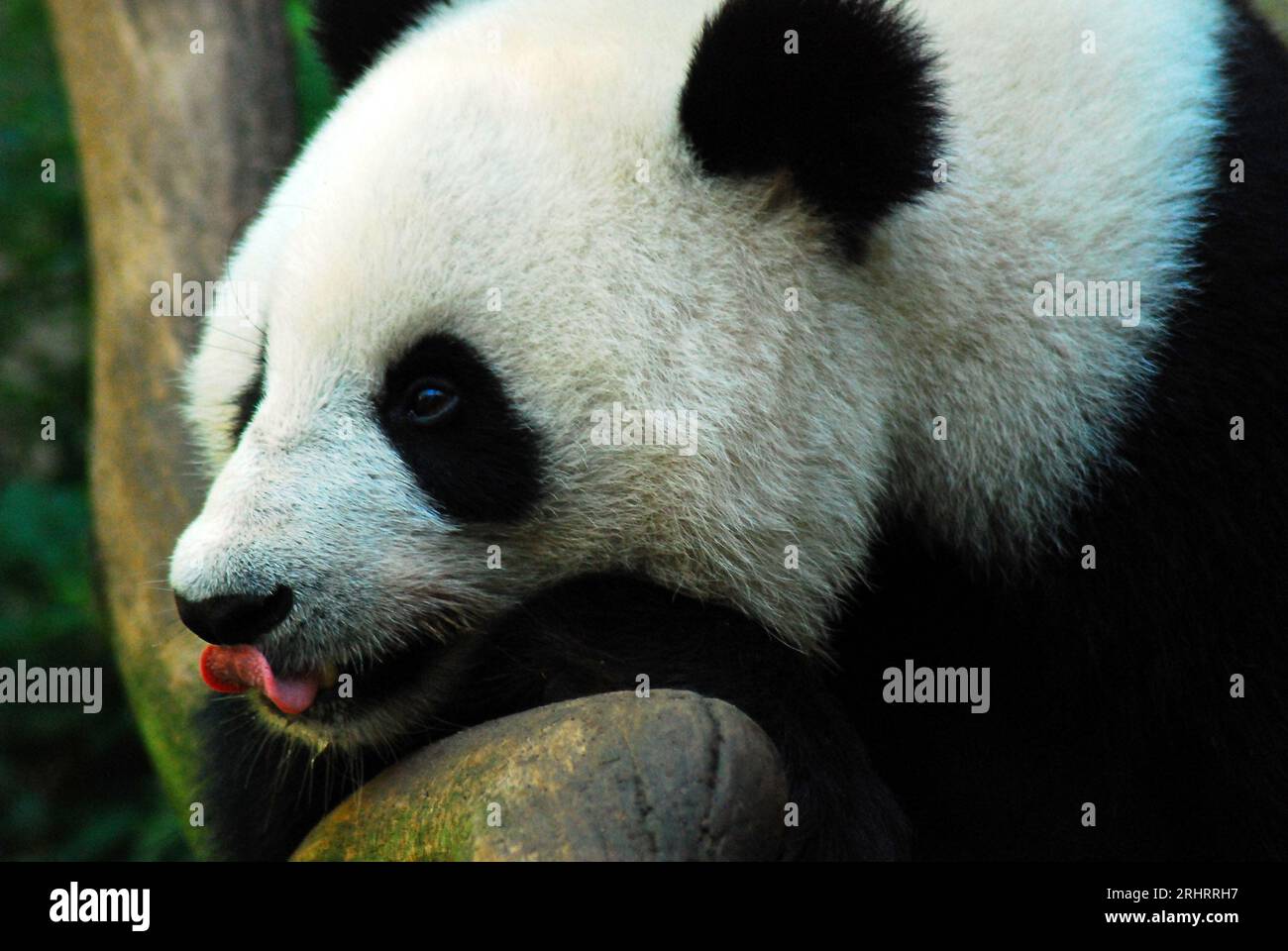 Acute and cuddly panda licks his lips while lying on top of stones ...