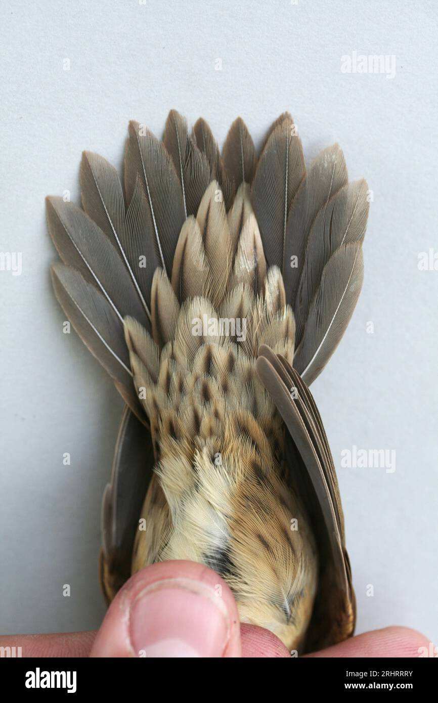grasshopper warbler (Locustella naevia), underside of the tail feathers ...