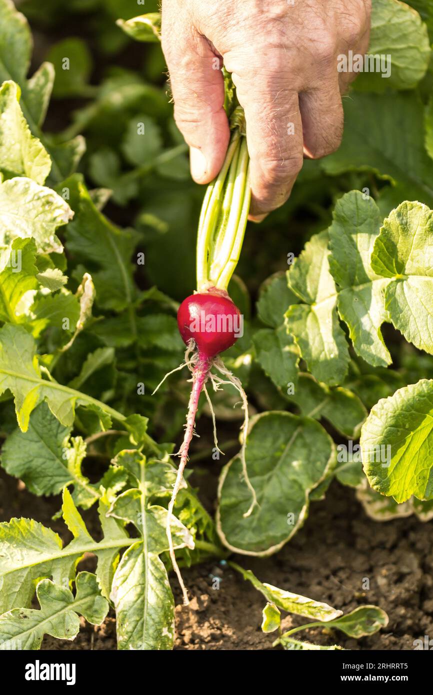 Garden radish (Raphanus sativus), man harvesting garden radisch Stock ...