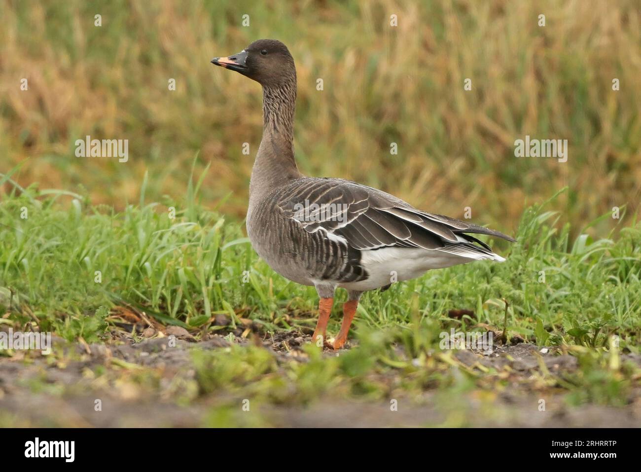 tundra bean goose (Anser serrirostris), standing at the field edge ...