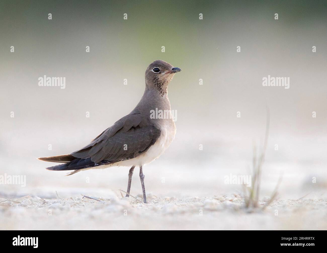 oriental pratincole, grasshopper-bird, swallow-plover (Glareola ...